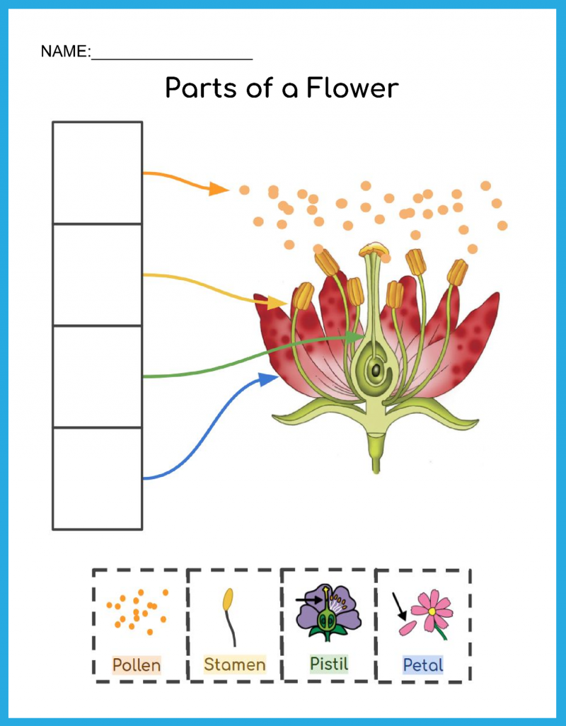 Flower Worksheets for Summer Learning - STEM Supplies