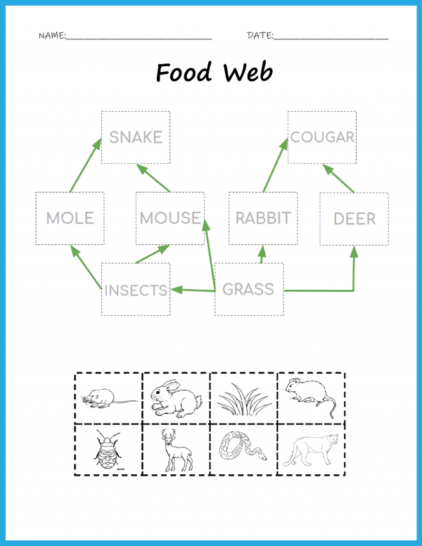 Intro to Ecology: 5 Free Worksheets - STEM Supplies
