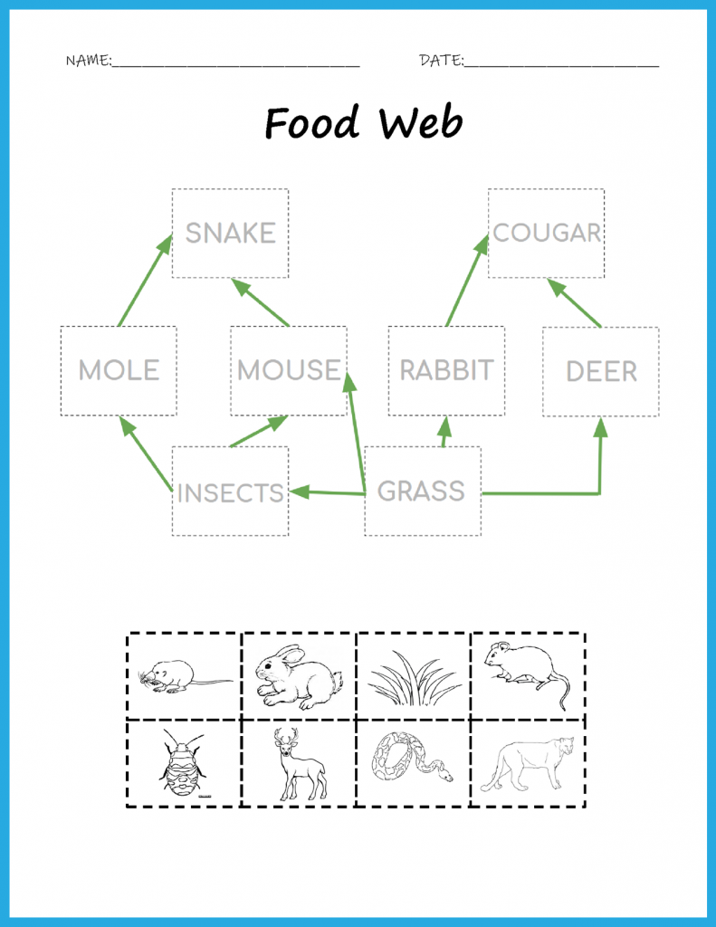 Intro to Ecology: 5 Free Worksheets - STEM Supplies